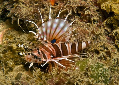 Dendrochirus Zebra