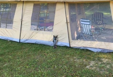 this disguised campsite security system lets you know hoos there