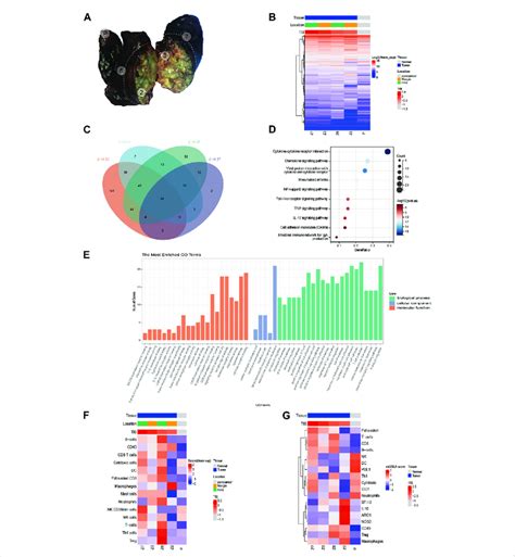 A Sampling Point Location B Clustering Analysis Of 770 Gene Download Scientific Diagram