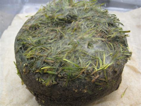 Pythium Foliar Blight K State Turf And Landscape Blog