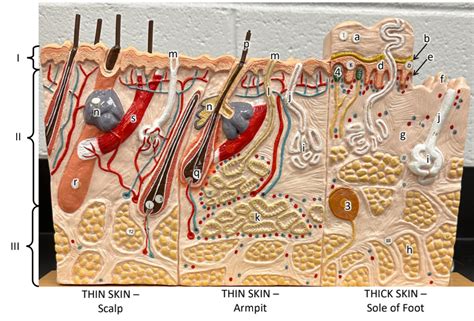 Biol Lab 4 Labeling 8 Diagram Quizlet