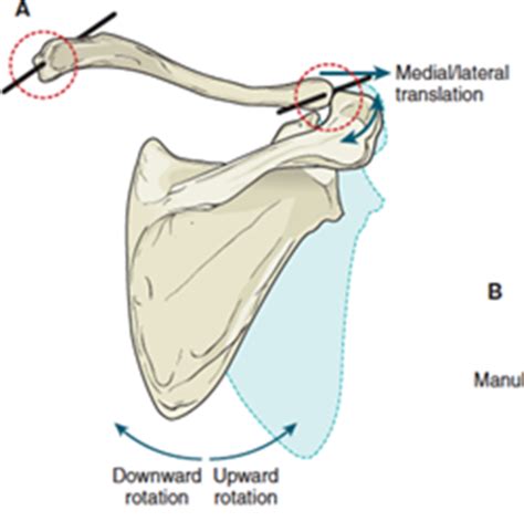 Scapulothoracic Joint Flashcards Quizlet