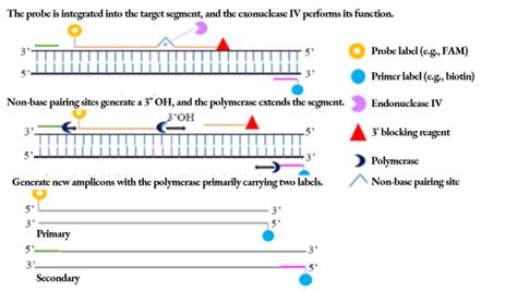 Exploring The Advances And Applications Of Recombinase