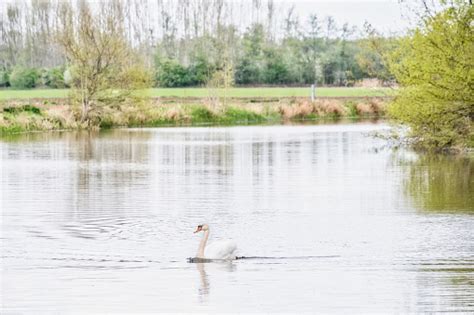하얀 백조 한 명 시그누스 올로가 새벽에 호수를 가로질러 활공하고 있다 놀라운 아침 장면 동화 백조 호수 호수에 반영 백조 0명에 대한 스톡 사진 및 기타 이미지 Istock