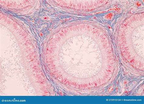 Histological Epididymis And Testis Human Cells Under Microscope
