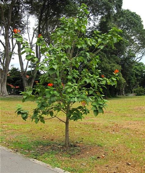 Trees That Start With Z Indoor Garden Web Trees That Start With Z Indoor Garden Web