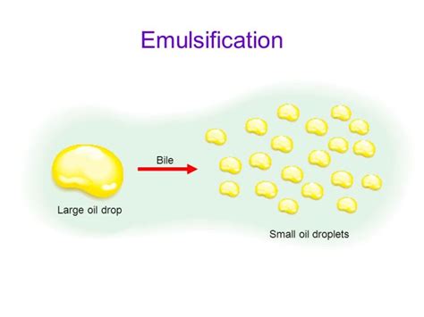 Emulsification Pmg Biology