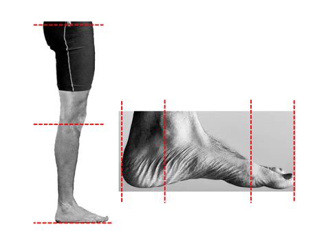 Human Legs And Feet Jim Usherwood Research
