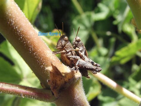 Grasshopper Sex By Thomasmuerte On Deviantart