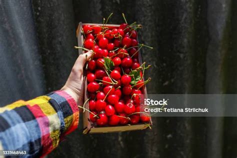 나무 상자를 들고 있는 여성의 손 달콤한 체리의 크레이프 보여주고 주는 검은 돌 콘크리트 배경 여름 과일과 열매 수확 및 작물 개념 컬러풀한 슬리브 새콤한 맛에 대한 스톡