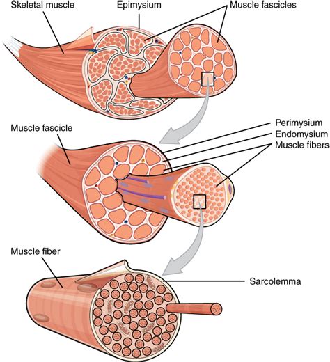 Skeletal Muscle Structure And Contraction Bio103 Human Biology