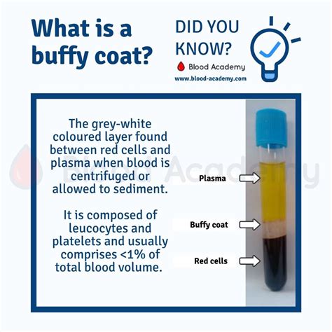 Buffy Coat Buffy Coat Immune Cell Isolation Miltenyi Biotec