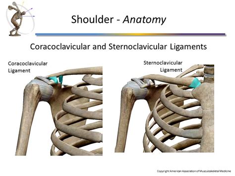 Module 2 The Shoulder Prolotherapy Education