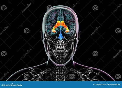 The Lateral Brain Ventricles Illustration 283171702