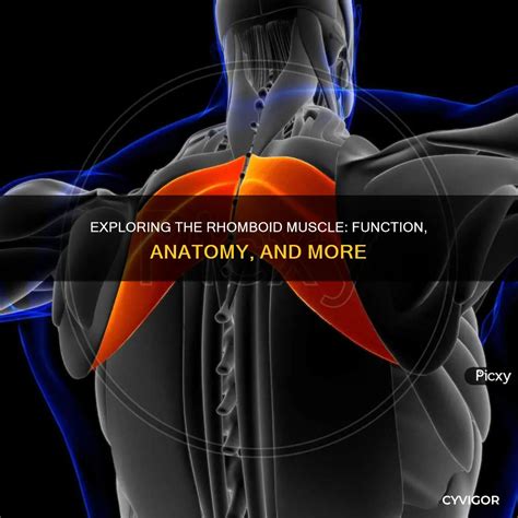 Exploring The Rhomboid Muscle Function Anatomy And More Cyvigor