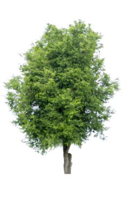 Tree Shadow PNGs For Free Download