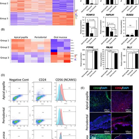 Differences In Transcriptome And Expression Of Cell Surface Proteins Download Scientific