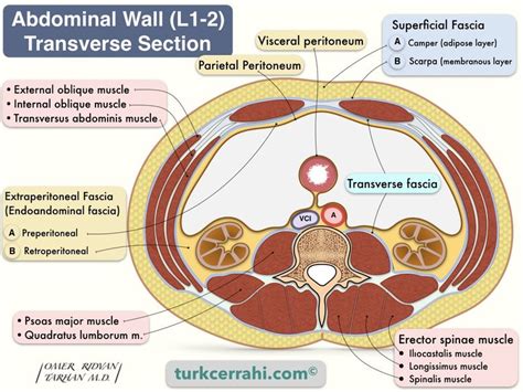 Ithy Navigating The Transpyloric Plane A Comprehensive Anatomical Guide