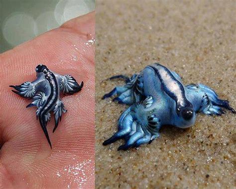 Glaucus Atlanticus Beautiful Blue Sea Slug Or Pokemon Lucky Sci