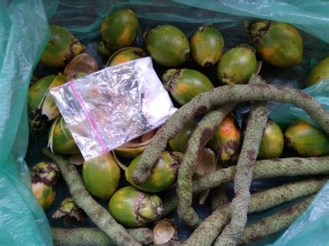 Betel Nut Chewing Ingredients In Papua Areca Catecu Nut Betel Fruit Download Scientific