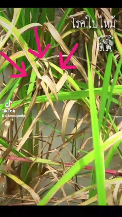 ช่วงนี้อากาศเปลี่ยนแปลงบ่อย โรคใบไหม้ โรคกาบใบแห้ง เน่าคอรวง ใบจุด