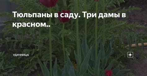 Тюльпаны в саду Три дамы в красном Удачница Дзен