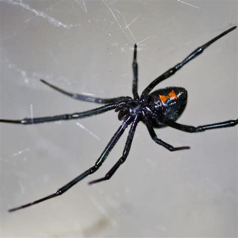 Spider Control Extermination Safe Spider Removal Services Arete Pest Control