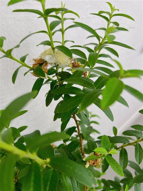 Guava Mini Is Very Rare Furniture Home Living Gardening Pots Planters On Carousell