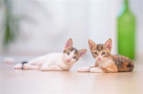 Why Should We Adopt Cats