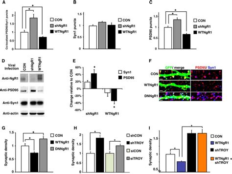 The Nogo Receptor Family Restricts Synapse Number In The Developing Hippocampus Neuron