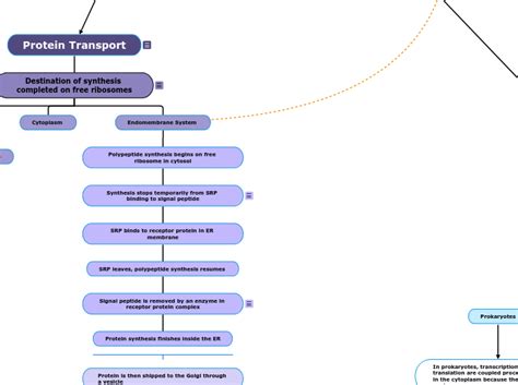 DNA Structure Replication Expression And Mind Map