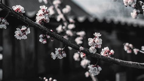 White Cherry Blossoms Wallpaper