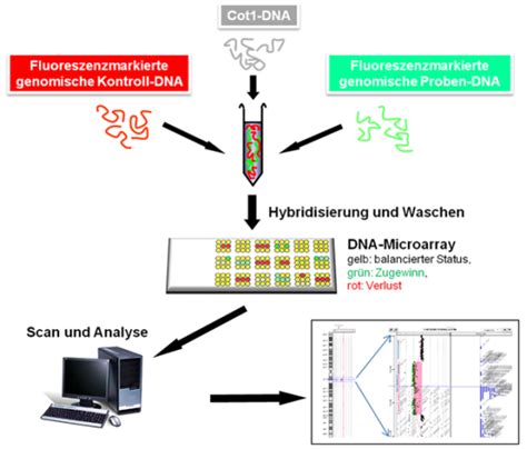 Molekulare Karyotypisierung Array Cgh