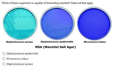 Solved Which Of These Organisms Is Capable Of Fermenting Mannitol Select All That Apply