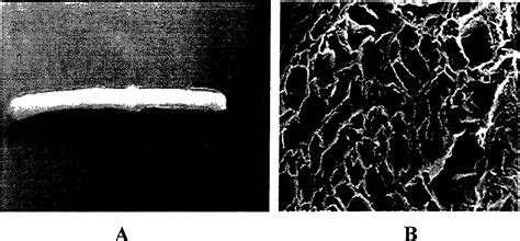 Method For Preparing Recombinant Neuro Surrogate Eureka Patsnap