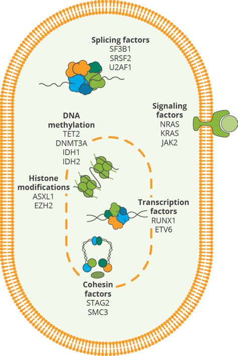 Testing And Idh1 Mutations Deeper Than Mds