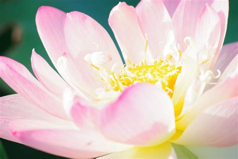 芹沢 時雨🌓uji On Twitter Flowers W6dd4gh8l1 Twitter