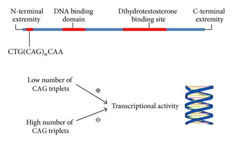 Localization Of Cag Repeat In Androgen Receptor And Influence On Dna Download Scientific