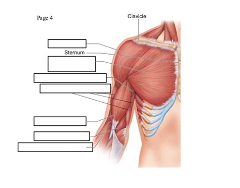 Rotator Cuff Anterior Quiz