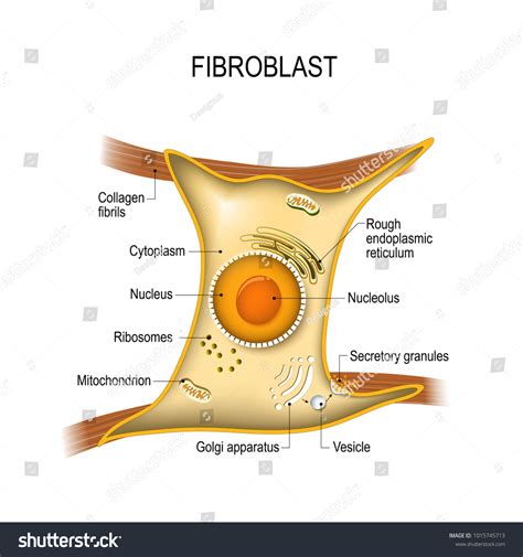 Fibroblast Dermis Cell Vital Skins Strength Vector Có Sẵn Miễn Phí Bản Quyền 1015745713