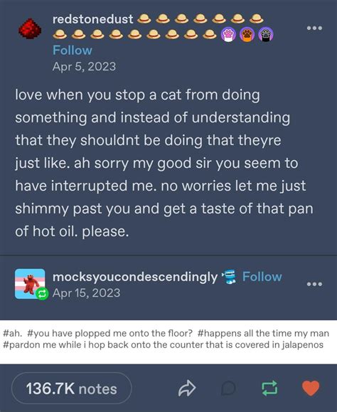 Cats Do Not Understand Discouragement Album On Imgur
