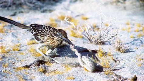 Habitat Do Roadrunner Pictures And Information On Greater Roadrunner