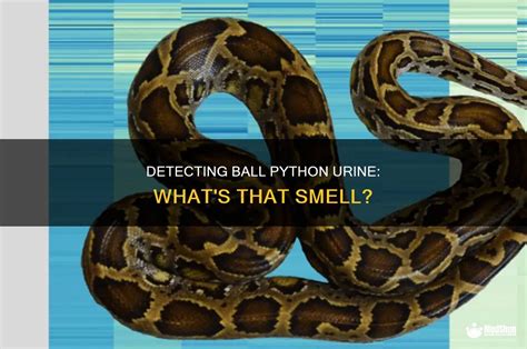 Detecting Ball Python Urine Whats That Smell Medshun