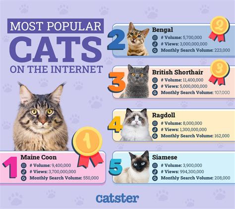 The Top 30 Most Popular Cats On The Internet In 2025 Catster