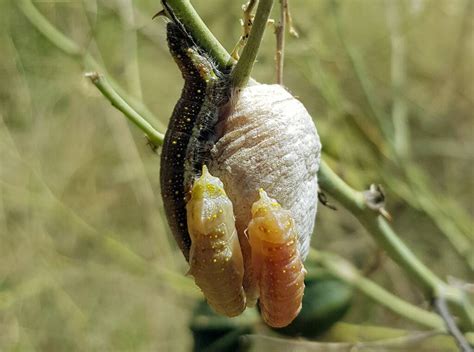Egg Sacs And Ootheca Ausemade