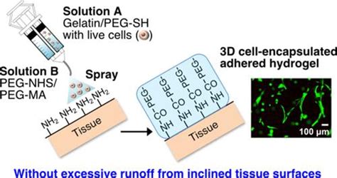 用于将活细胞固定在生物表面上的组织粘附水凝胶喷雾系统acs Applied Bio Materials X Mol
