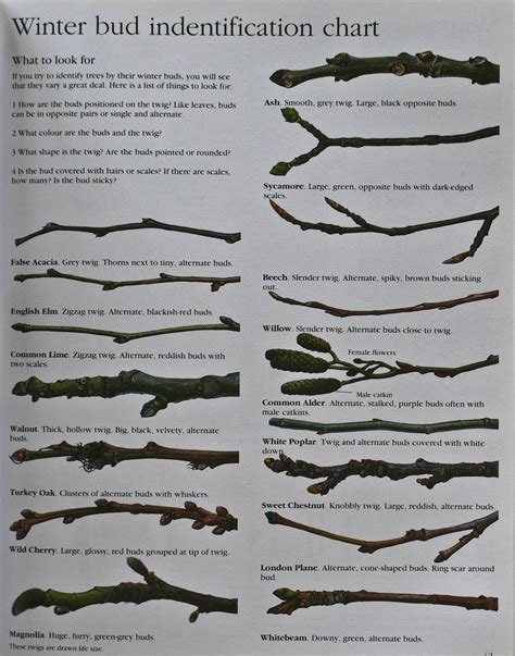 Winter Tree Bud Identification Chart Tree Buds Tree Identification Winter Trees