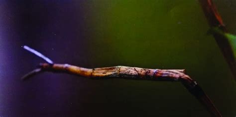 Growing Dendrobium Orchids