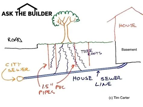 Stop Tree Roots In Your Sewer Line AsktheBuilder Com
