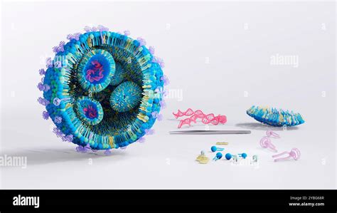 Lipid Nanoparticle Structure Illustration Lipid Nanoparticles Lnps Are Promising Vehicles To